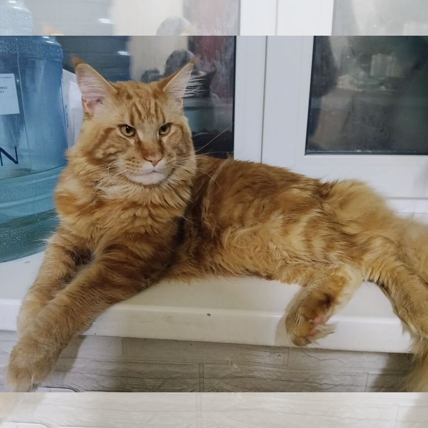 Мейн-кун котёнок