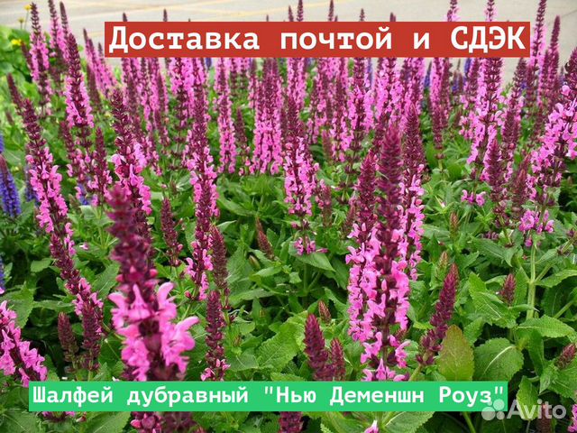 Шалфей дубравный Нью Деменшн Роуз купить в Волгограде | Товары для дома ...