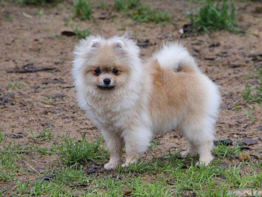 Померанский шпиц