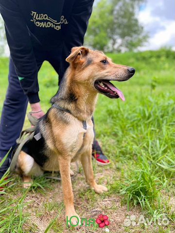 Собака в добрые руки. Луночка