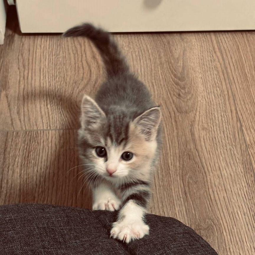 Шотландские вислоухие котята бесплатно