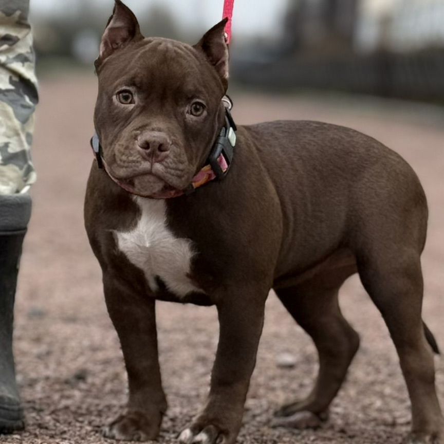 Американский булли, щенок