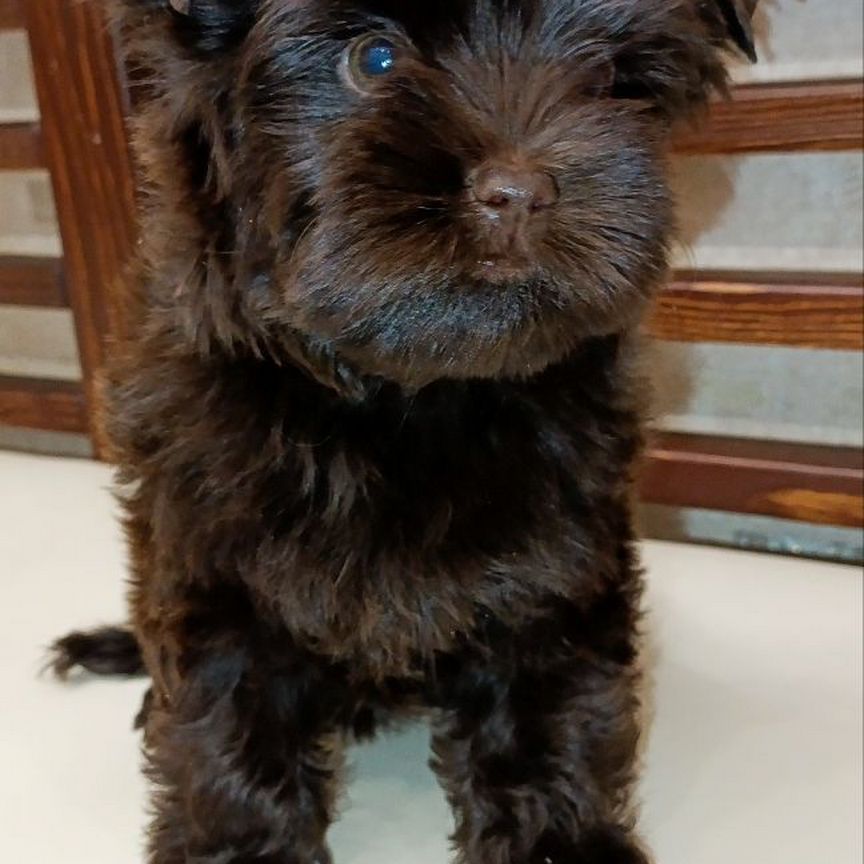 Шоколадные малыши Йорки