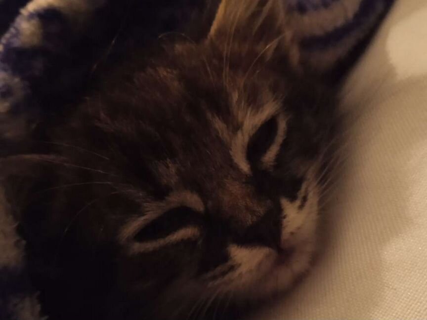 Котенок Помесь Мейн Куна
