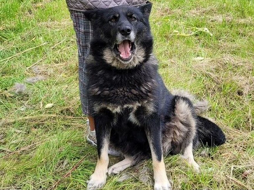 Вега в добрые руки