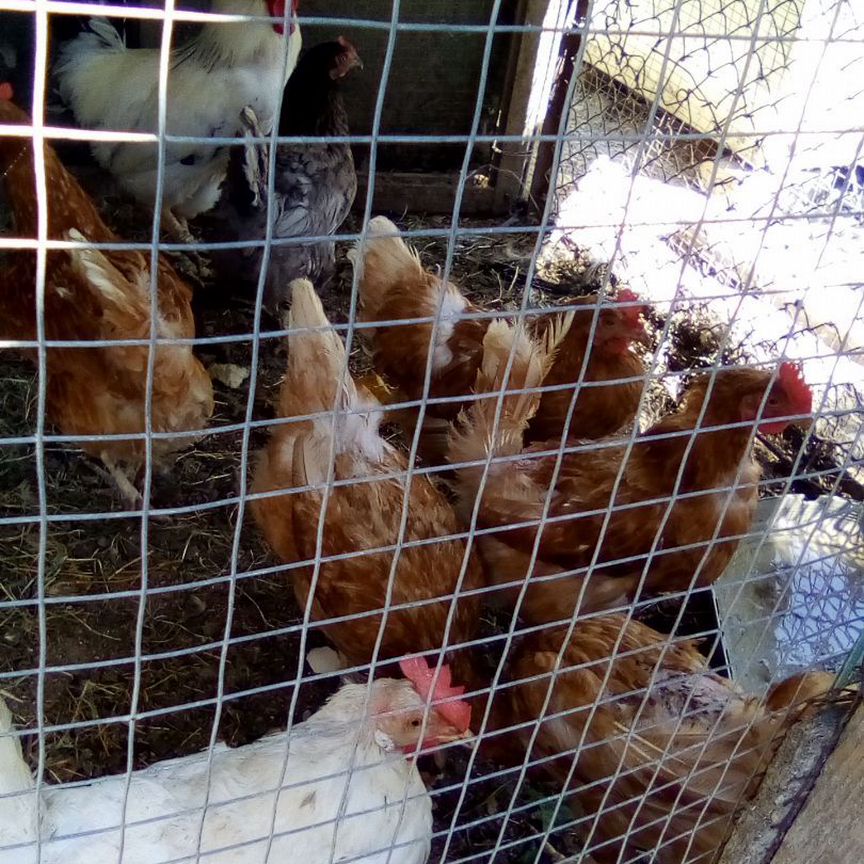 Куры несушки и петух