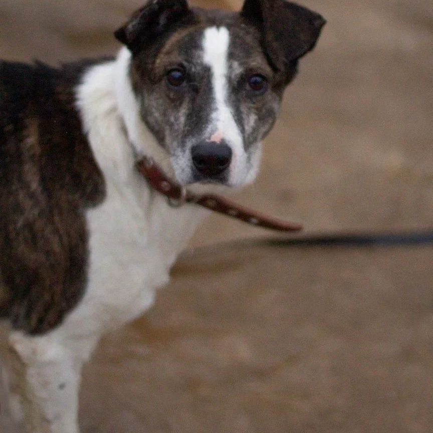 Пес тигрового окраса