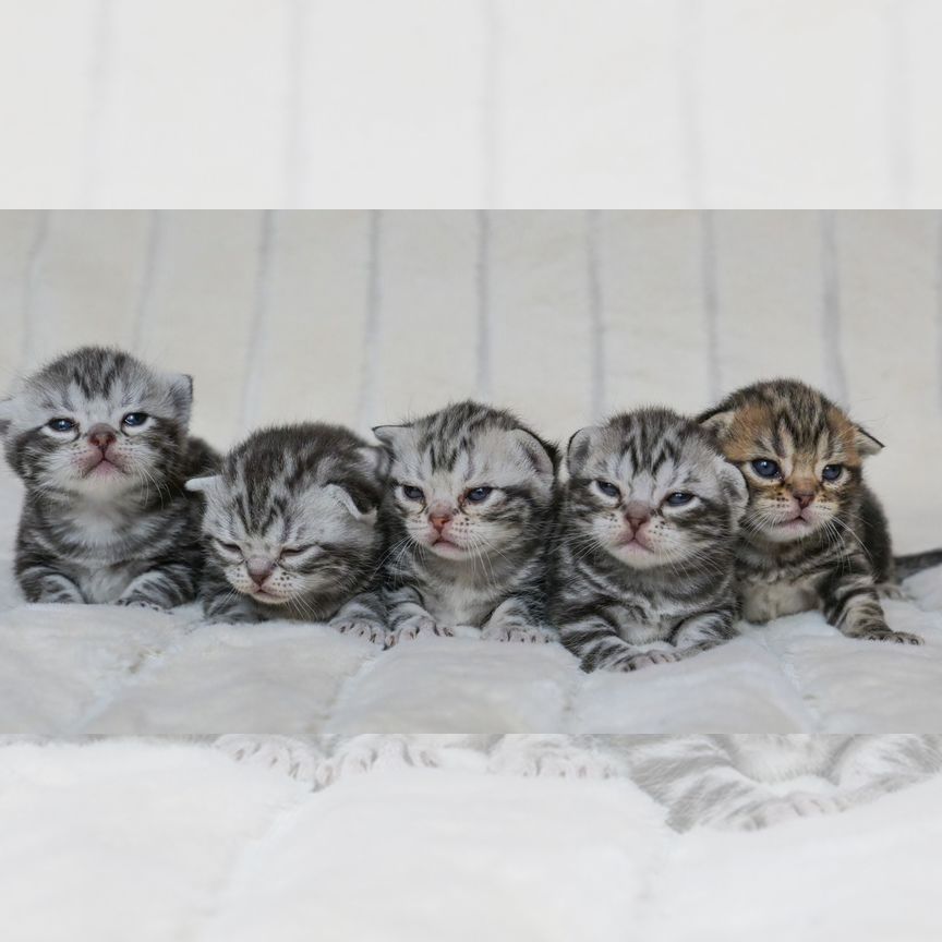 Американский короткошёрстный котёнок