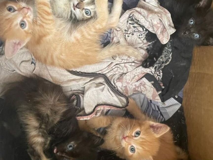 Котята в добрые руки
