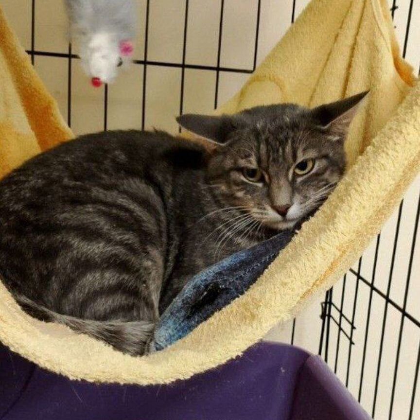 Сжальтесь над кошечкой