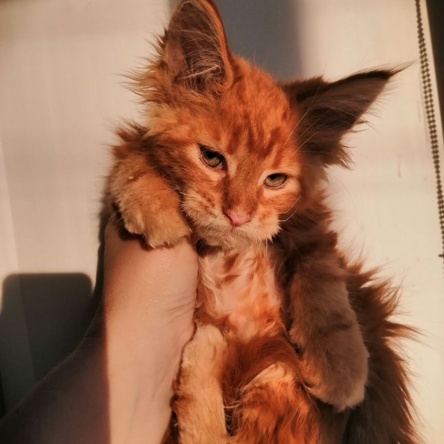 Котята мейн-кун чемпионские корни