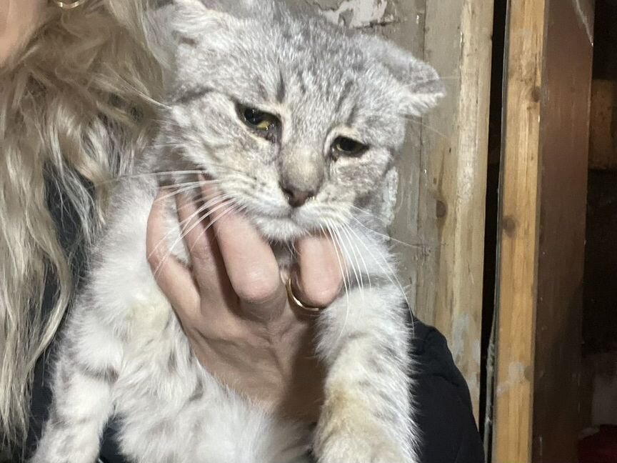Котенок в дар