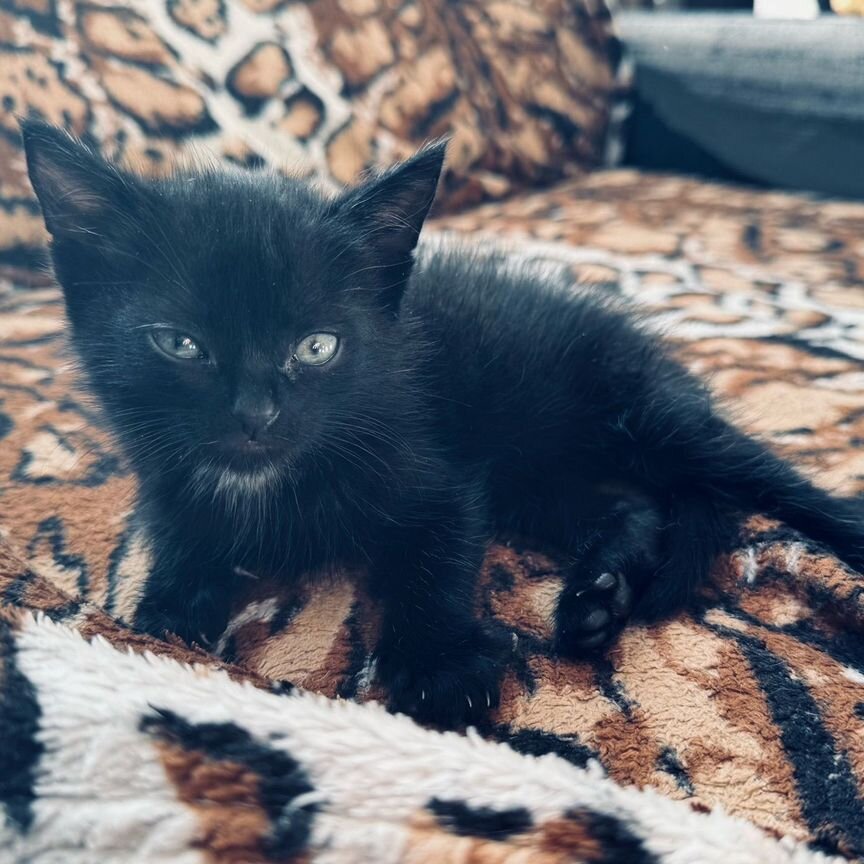 Алтайский котёнок