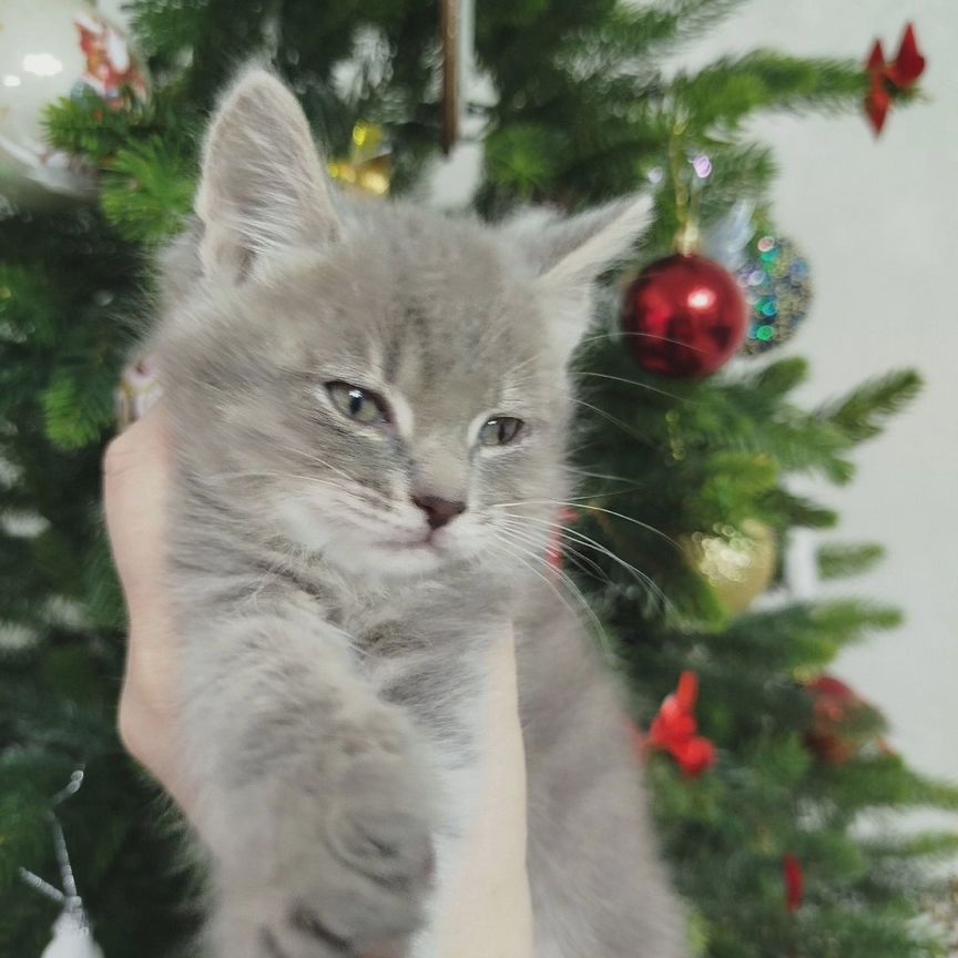 Котик 1.5 месяца