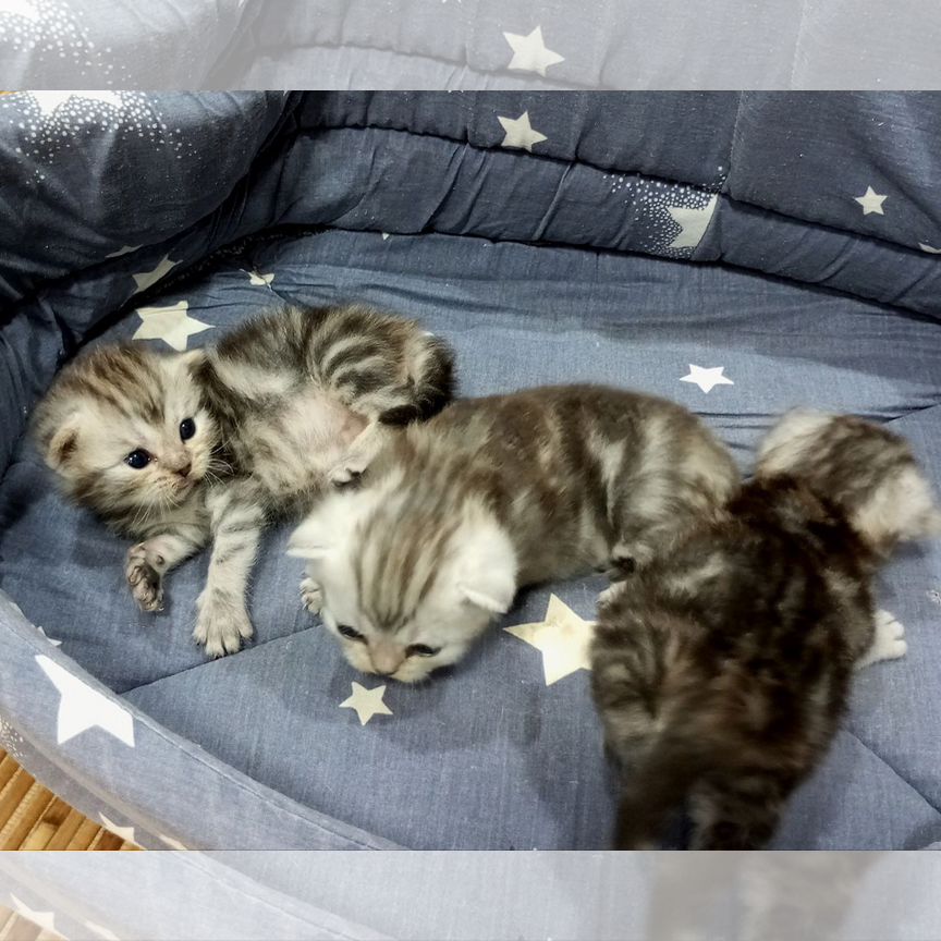 Шотландский вислоухий короткошёрстный котёнок