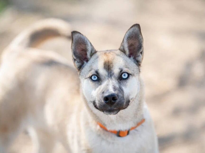 Собака Шелли