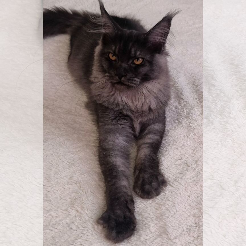 Мейн-кун котёнок