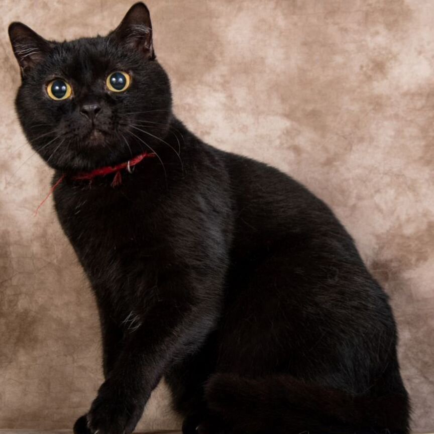 Кошечка Пеппер