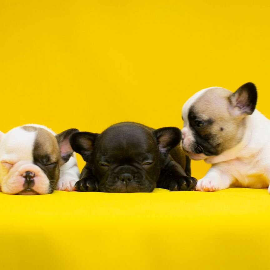 Французский бульдог щенки