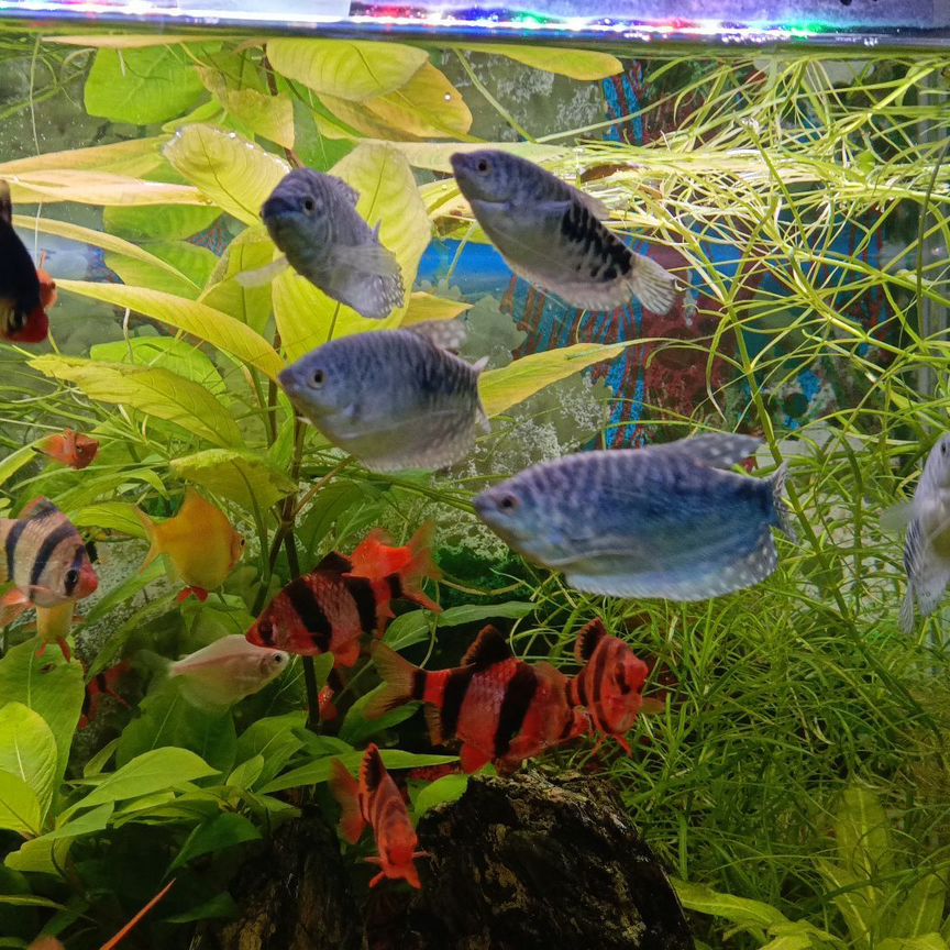 Аквариумная трава