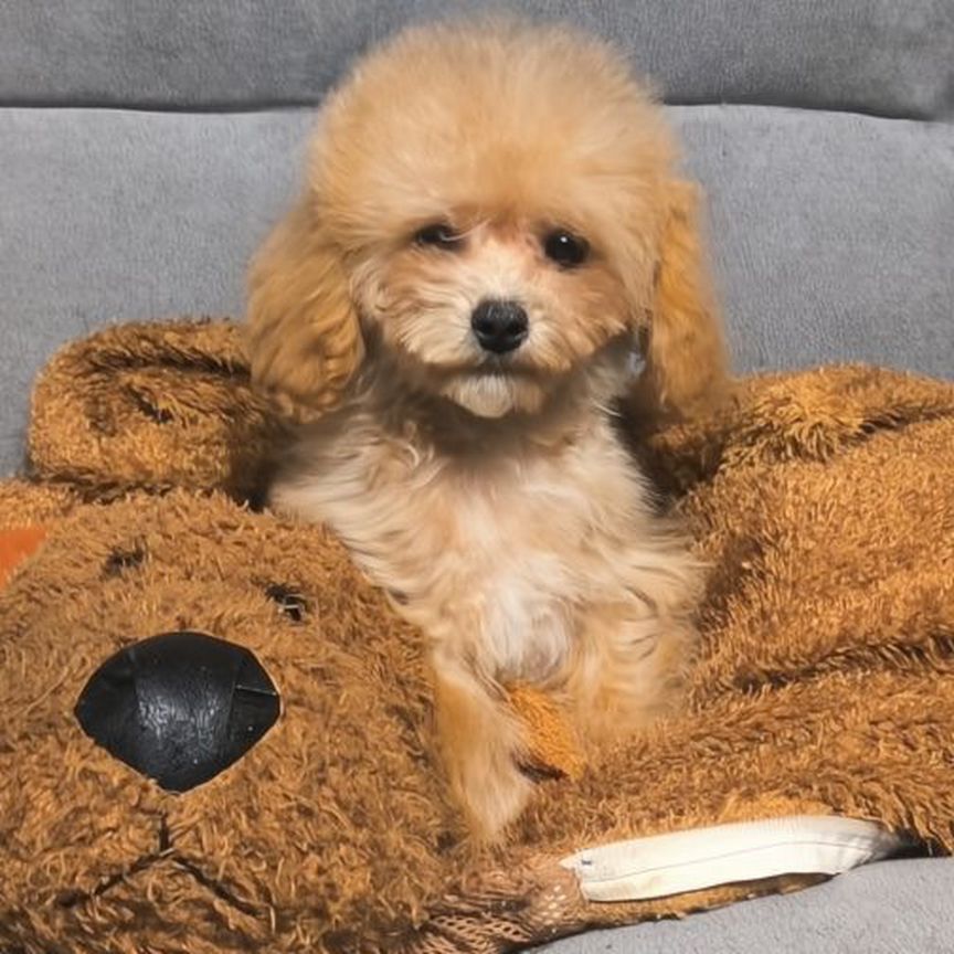 Мальтипу, щенок