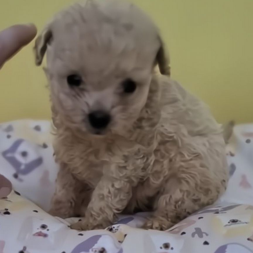 Той-пудель, щенок