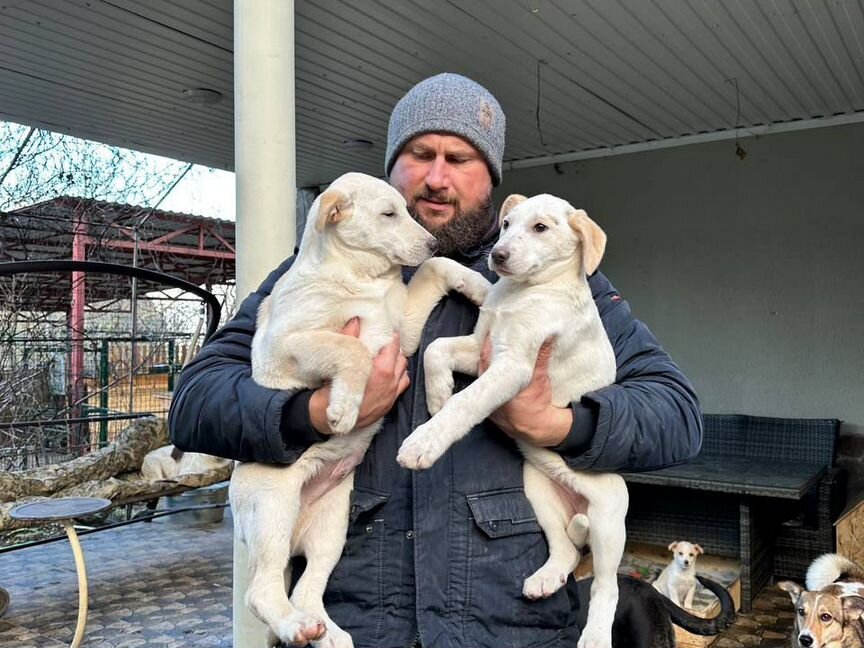 Щенок в добрые руки бесплатно