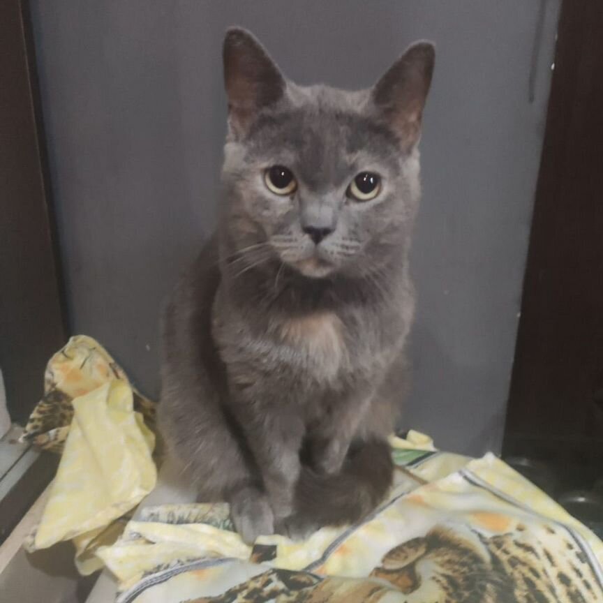 Дымчатая крошка