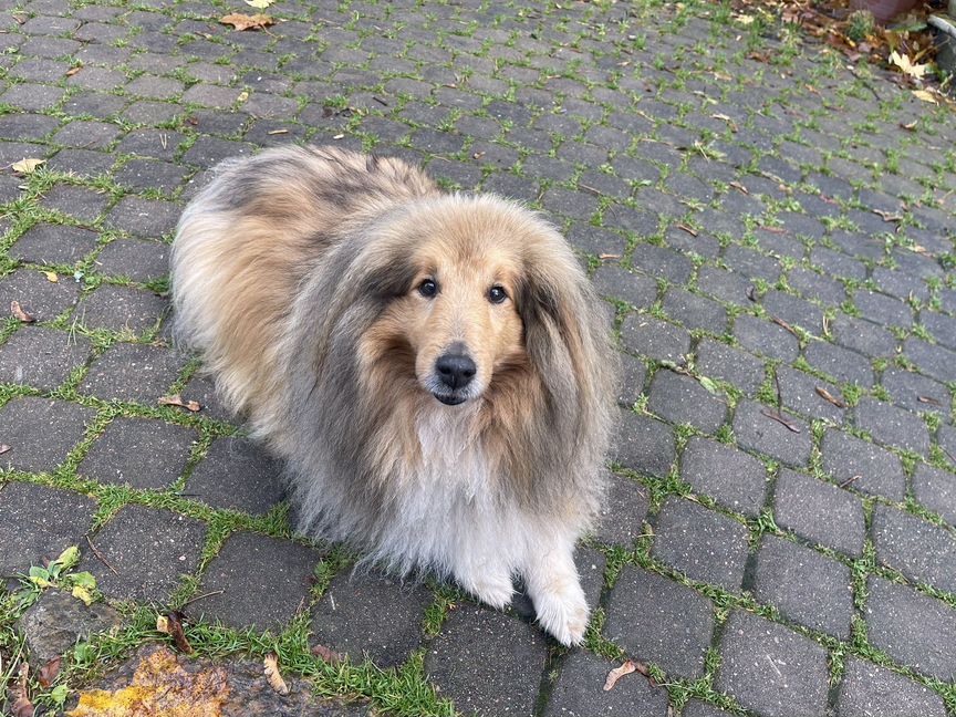 Шелти для хорошего хозяина