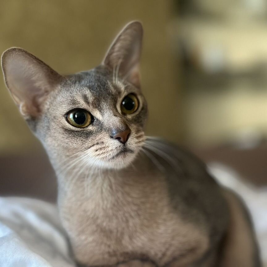 Абиссинская мадам