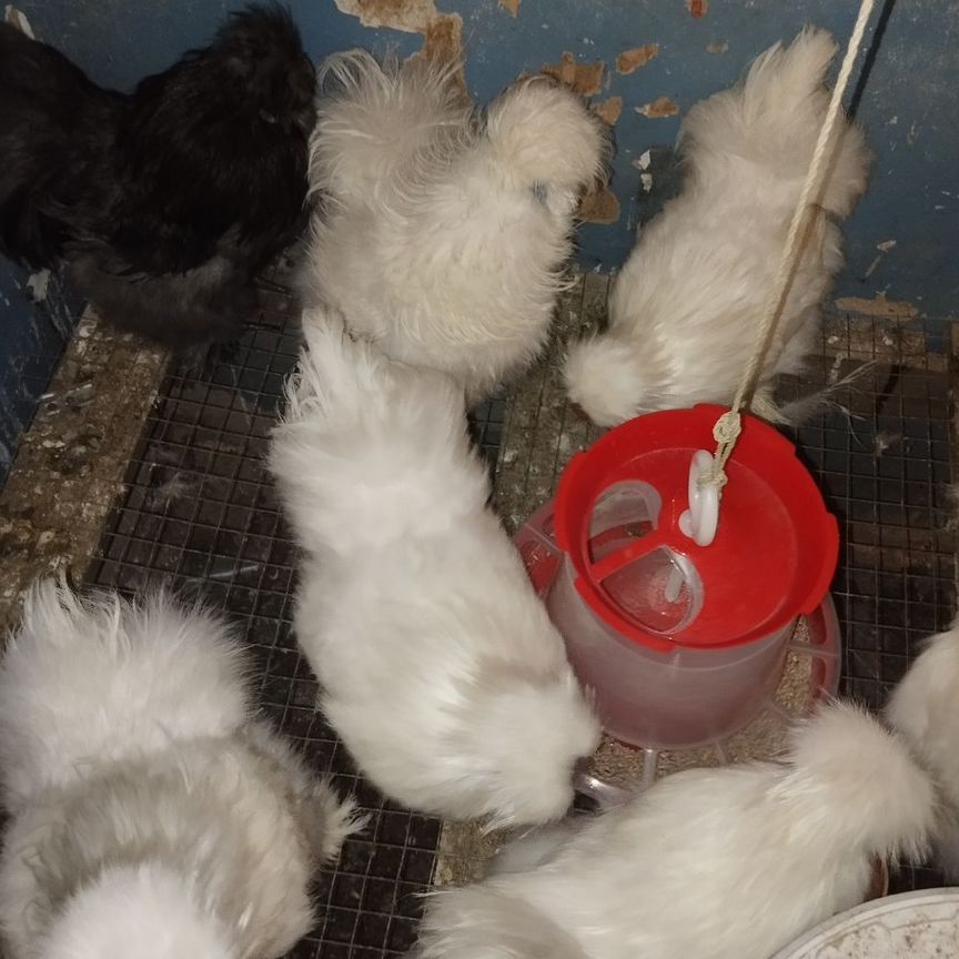 Петухи китайские шёлковые