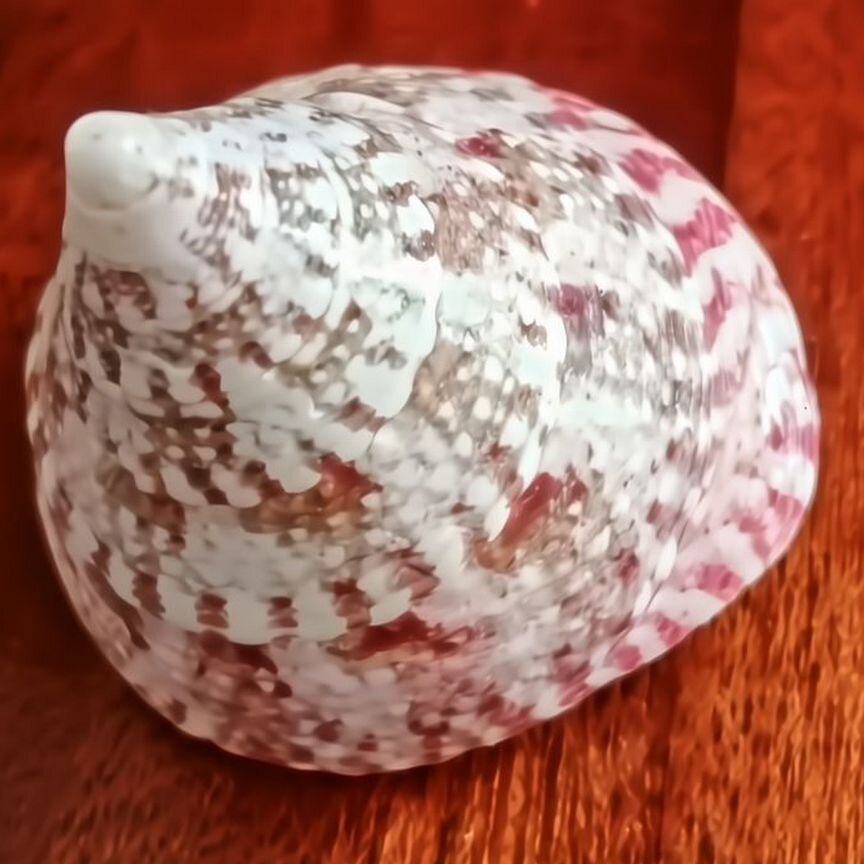 Ракушка морская