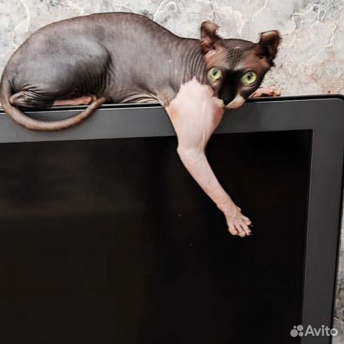 Сфинкс Эльф жених