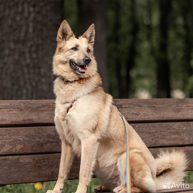 Собака Дина ищет семью