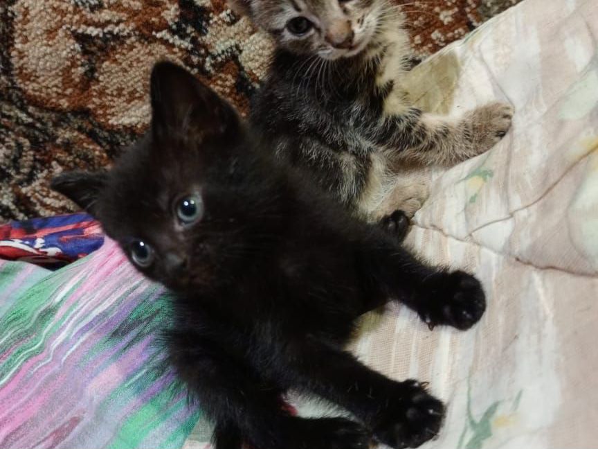 Кошки в добрые руки бесплатно