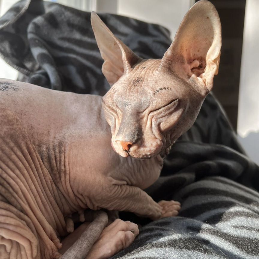 Канадский сфинкс, взрослая кошка