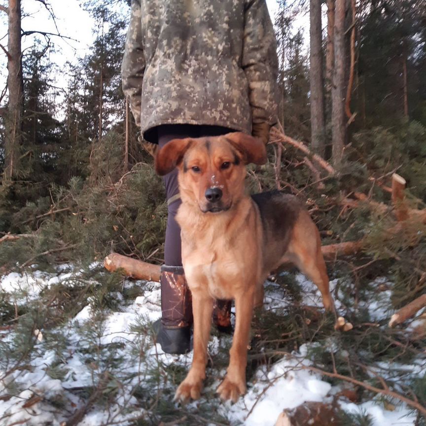 Щенки овчарки