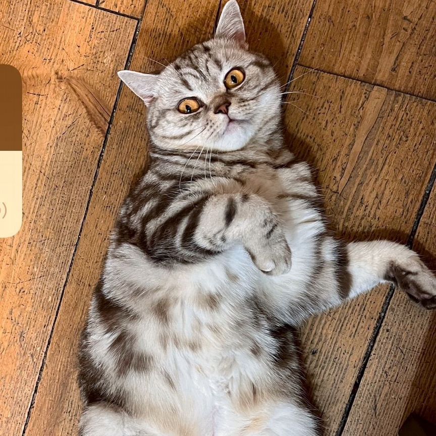 Шотландская кошка