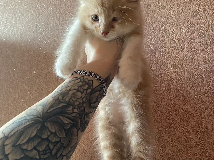 Котенок мальчик персиковый