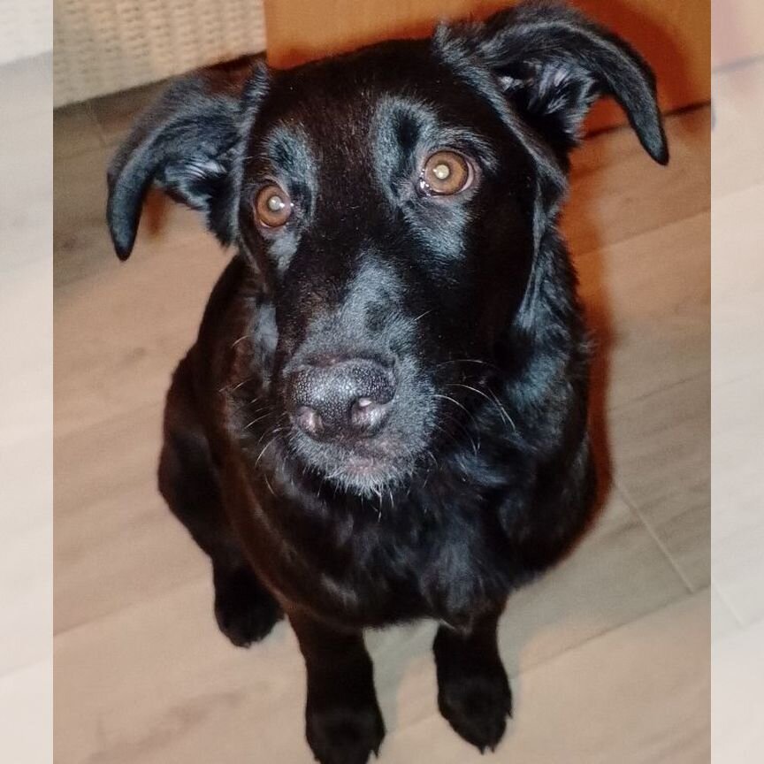 Лабрадор-ретривер, щенок