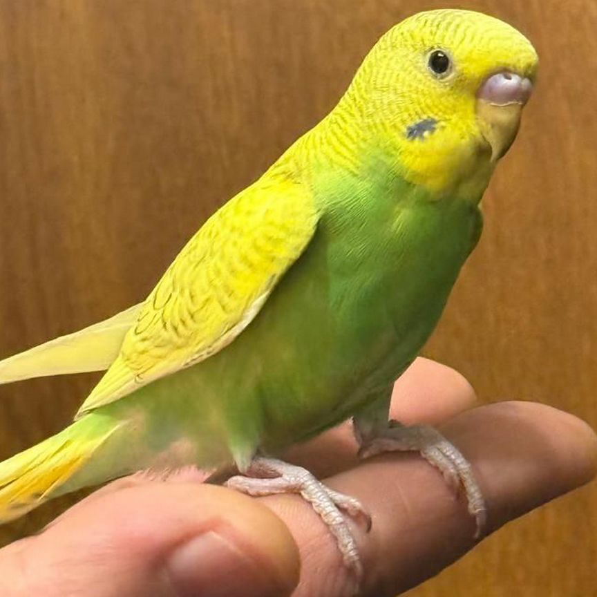 Птенцы волнистый попугай