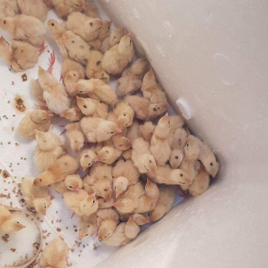 Перепелята суточные