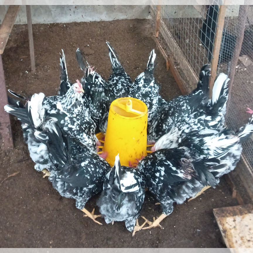 Куры Легорн долматинец