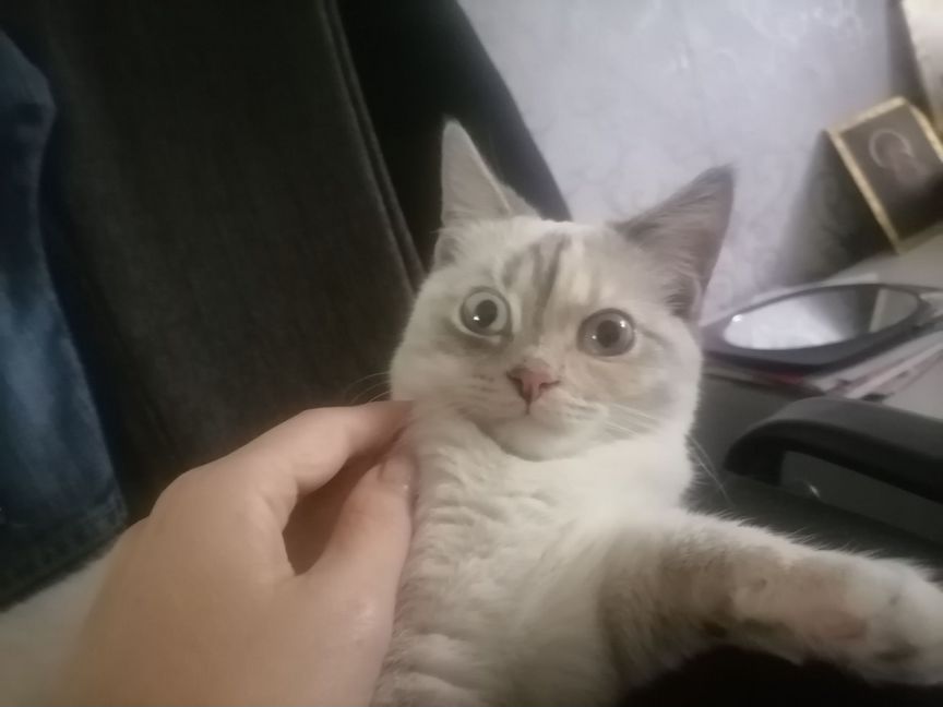 Шотландская кошка