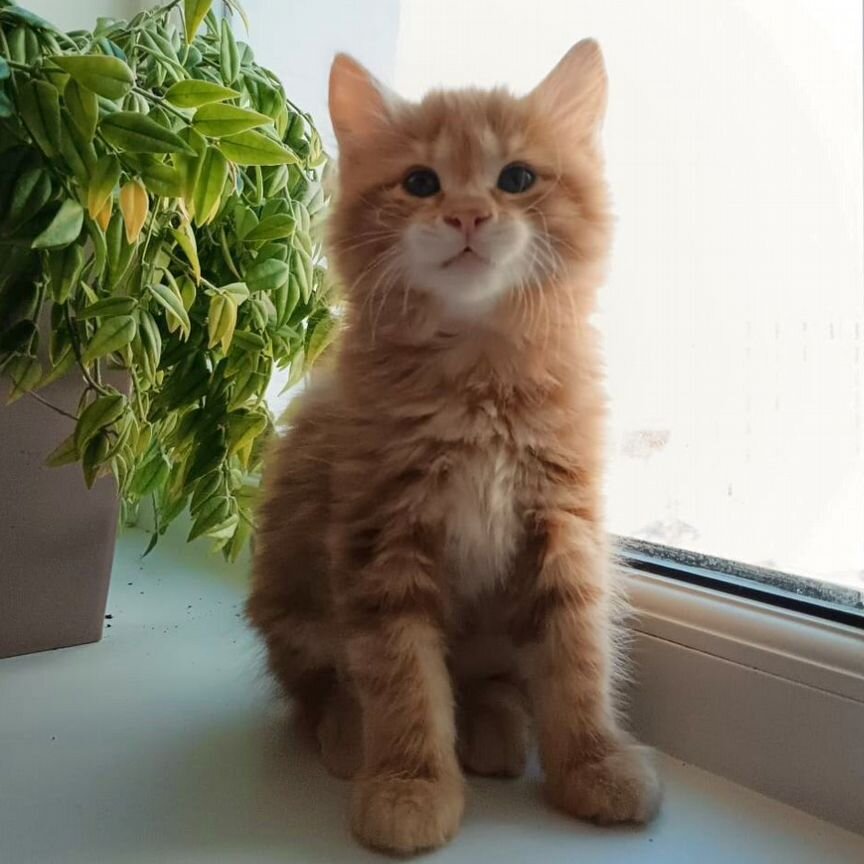 Кошки курильский бобтейл