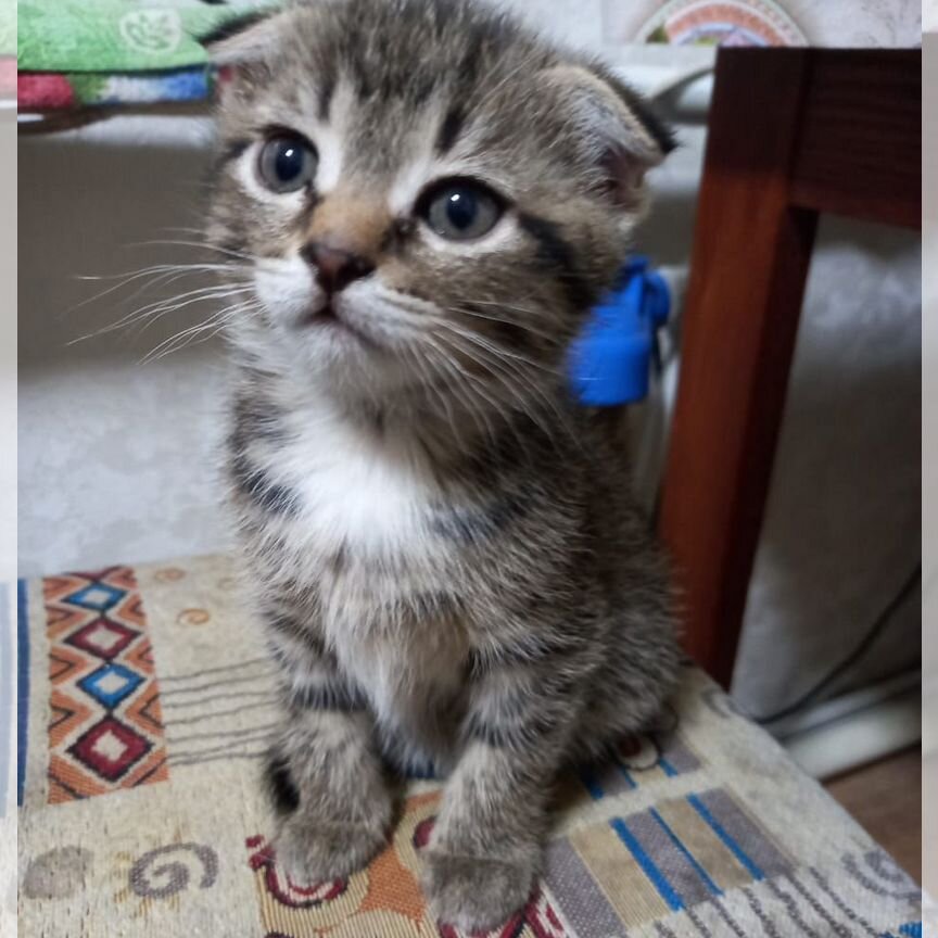 Шотландская вислоухая кошка бесплатно
