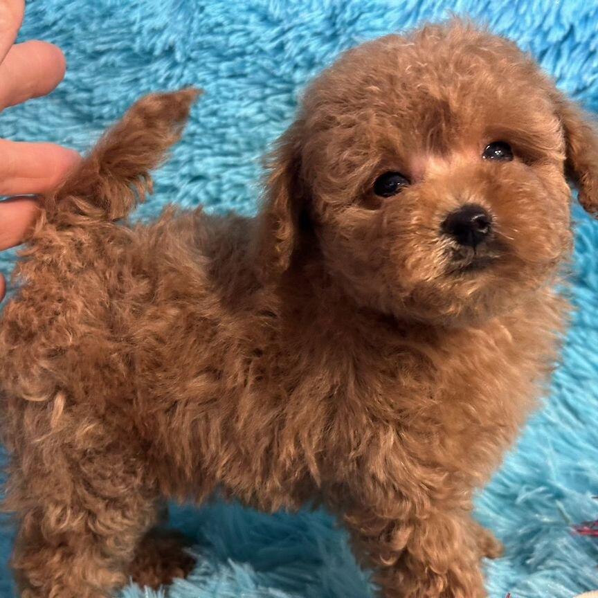 Той-пудель, щенок