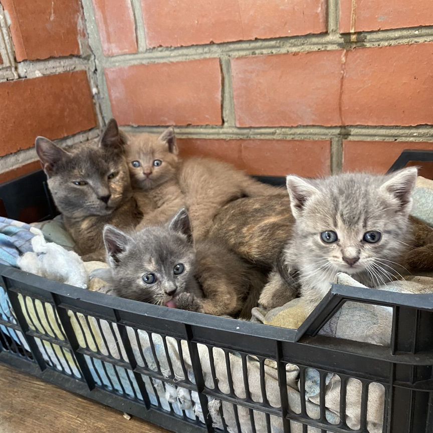 Котята в добрые руки 1 месяц