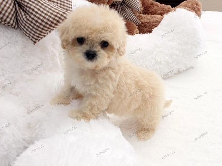 Мальтипу (миниатюрные детки)