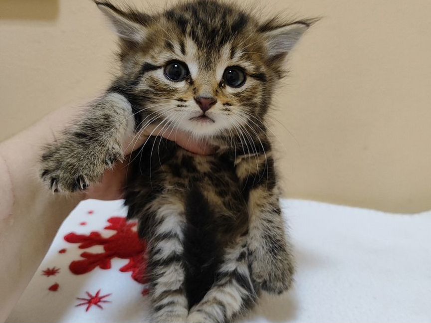 Теодор ищет дом